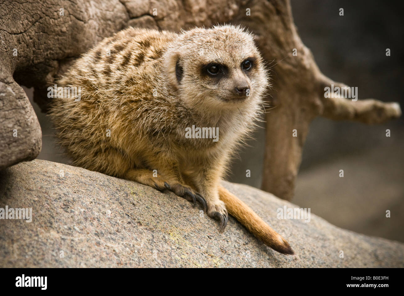 One Meerkat sitting on rock Stock Photo - Alamy
