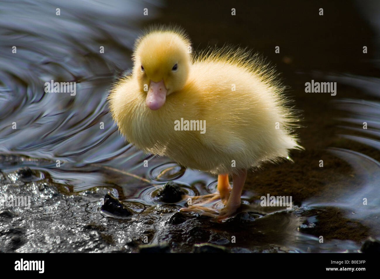 Yellow Mallard (Anas Platyrhynchos) duckling at the water's edge at ...