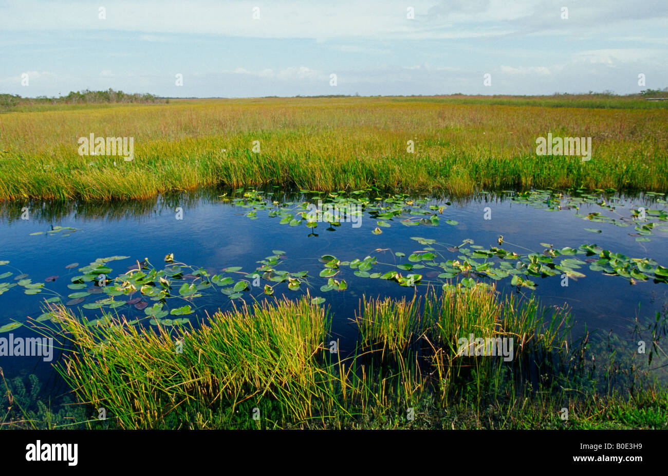 An overview of a large marsh or swamp with lily pads and alligators in ...
