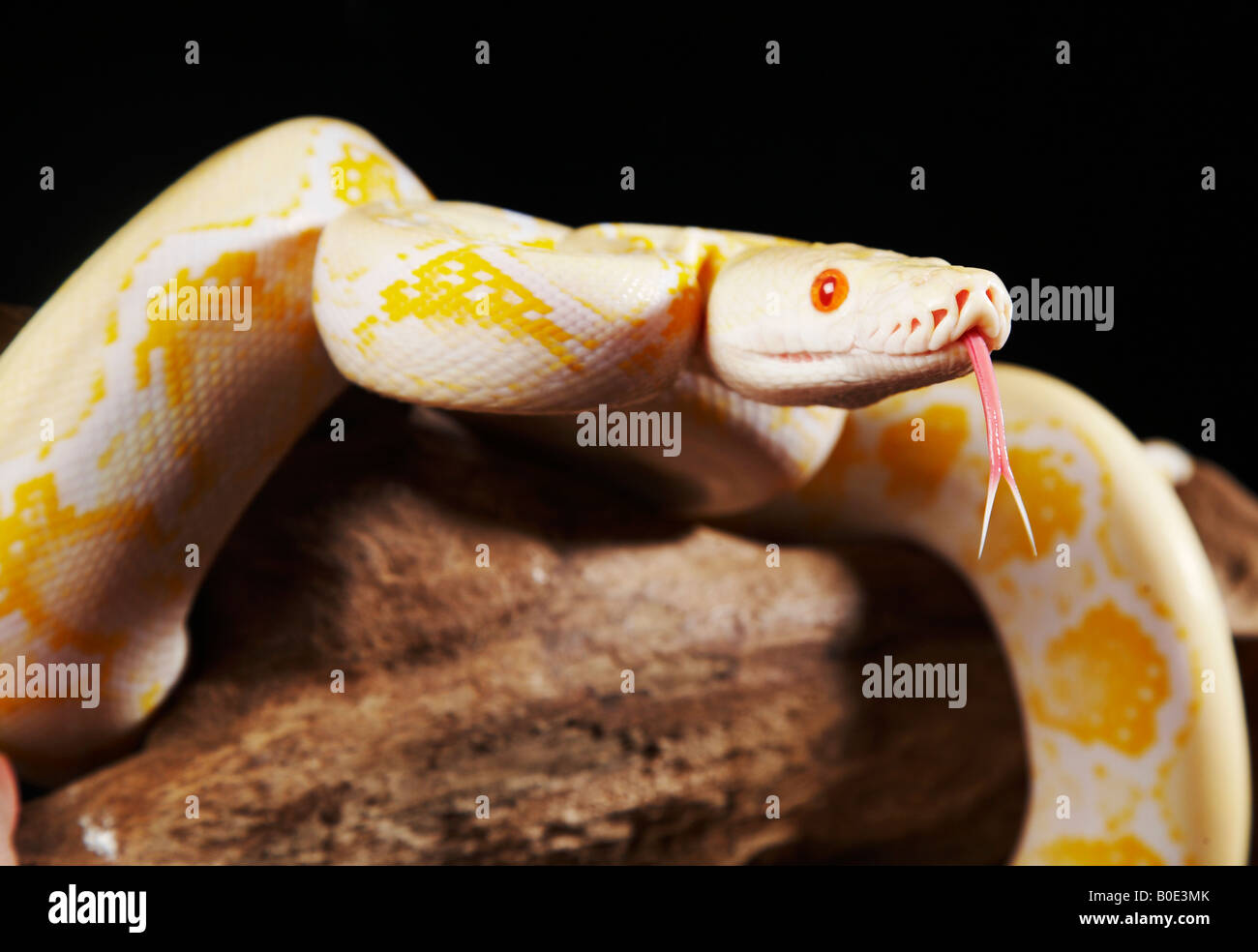 Albino Python on top of branch with tongue out Stock Photo - Alamy