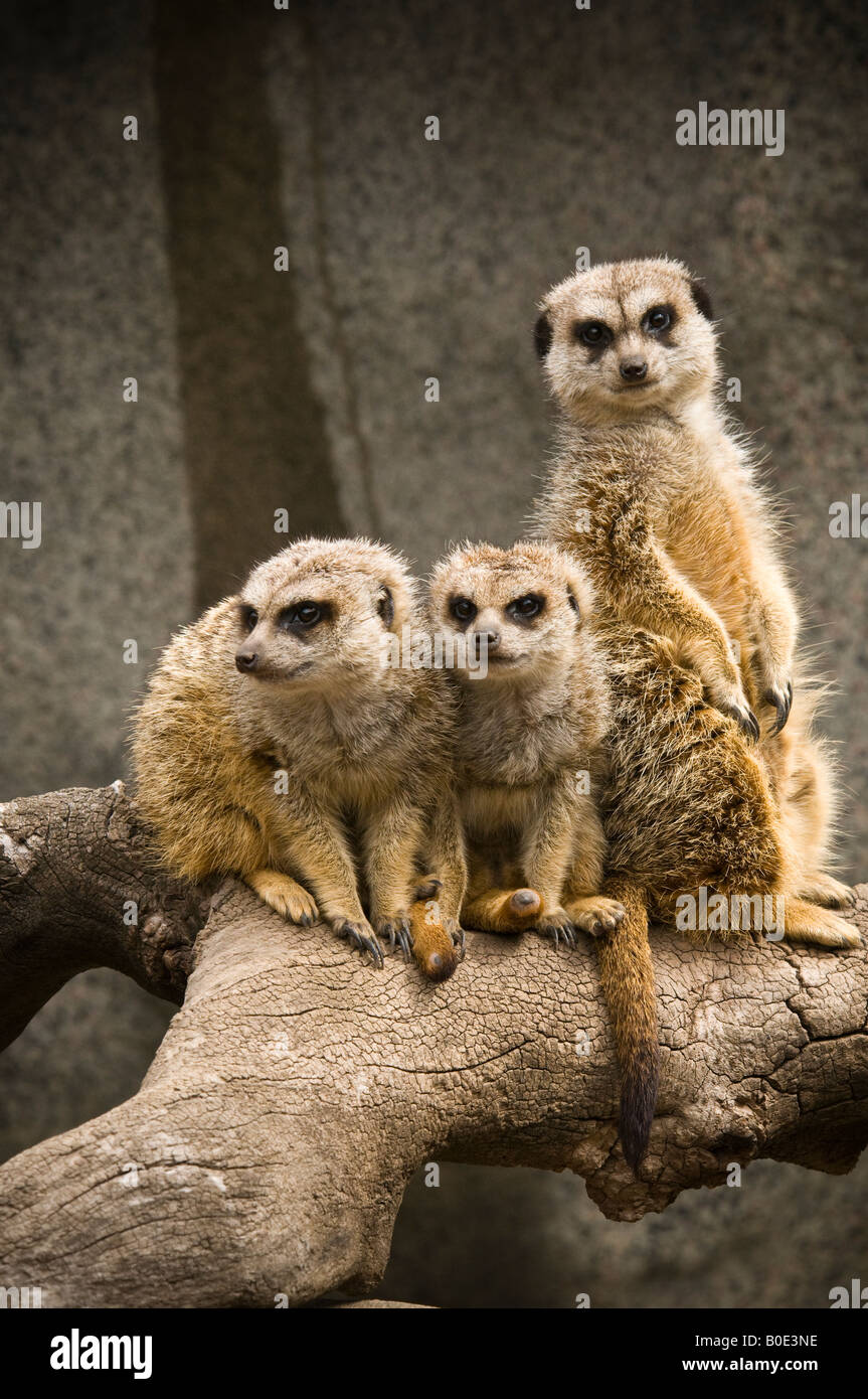 Three meerkats on log Stock Photo - Alamy