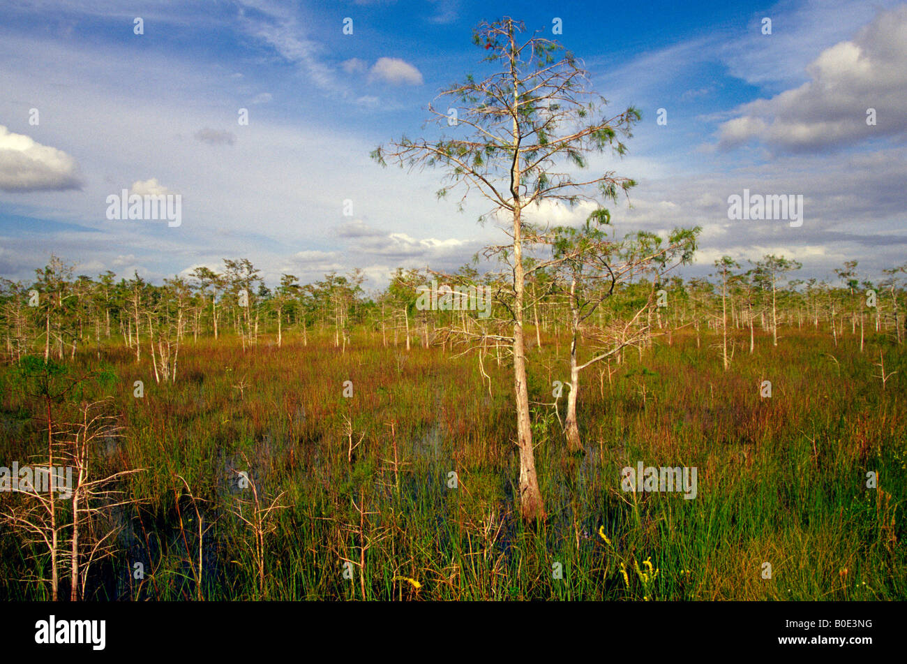 A cypress swamp in the Everglades National Park Stock Photo - Alamy