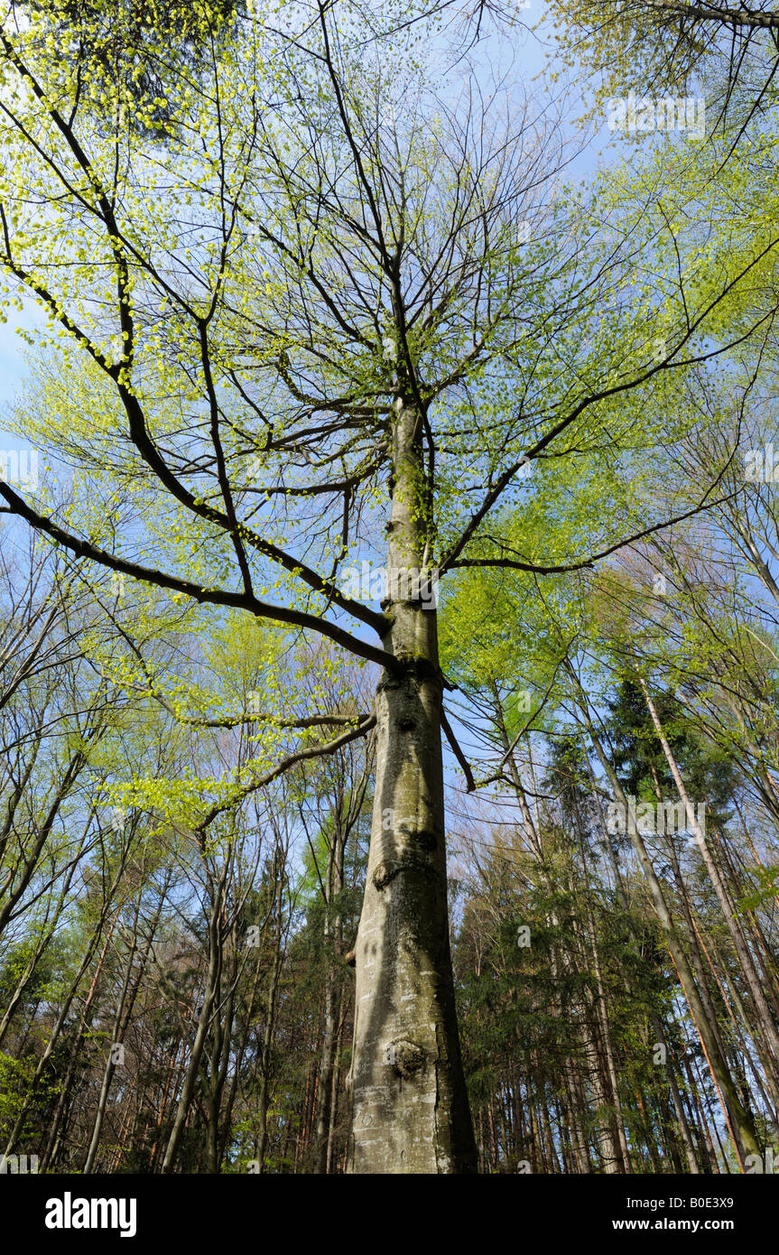 European forest in early spring Stock Photo - Alamy