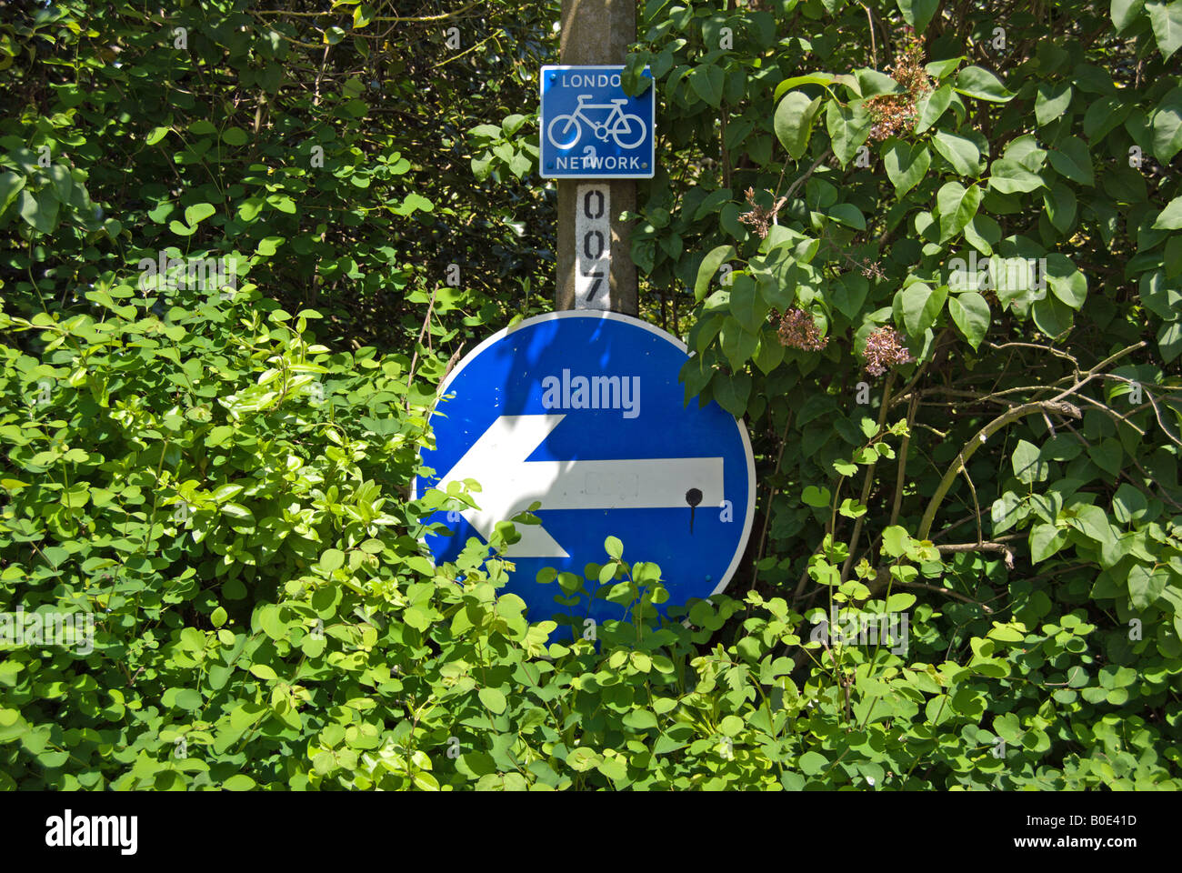british blue and white road signs indicating turn left and a cycling ...