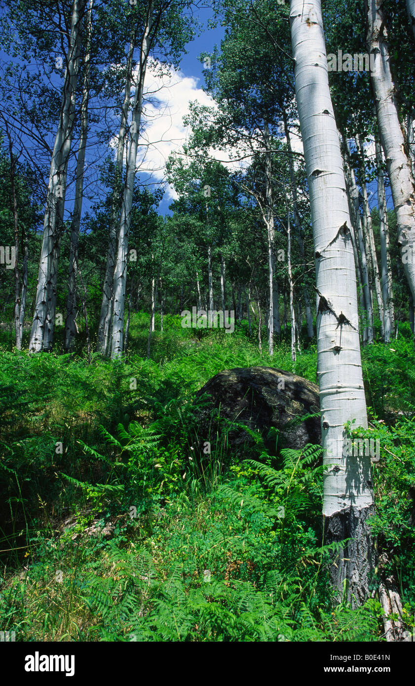 Aspen grove in Colorado Rocky Mountains Stock Photo - Alamy