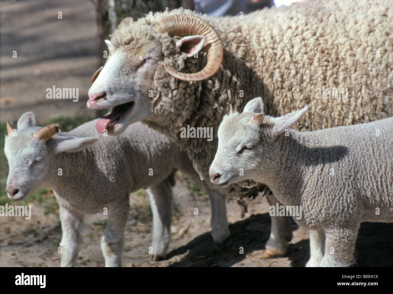 mother sheep and children Stock Photo - Alamy