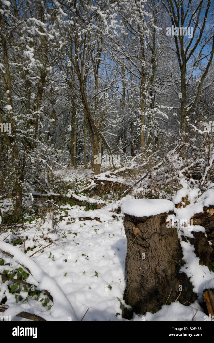 Snow laden trees bushes hi-res stock photography and images - Alamy