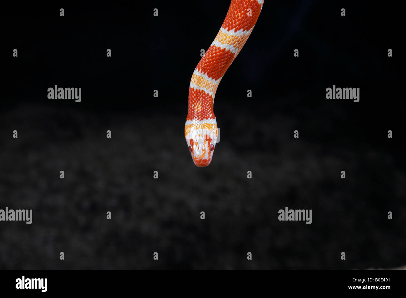 Corn Snake coiling down Stock Photo - Alamy