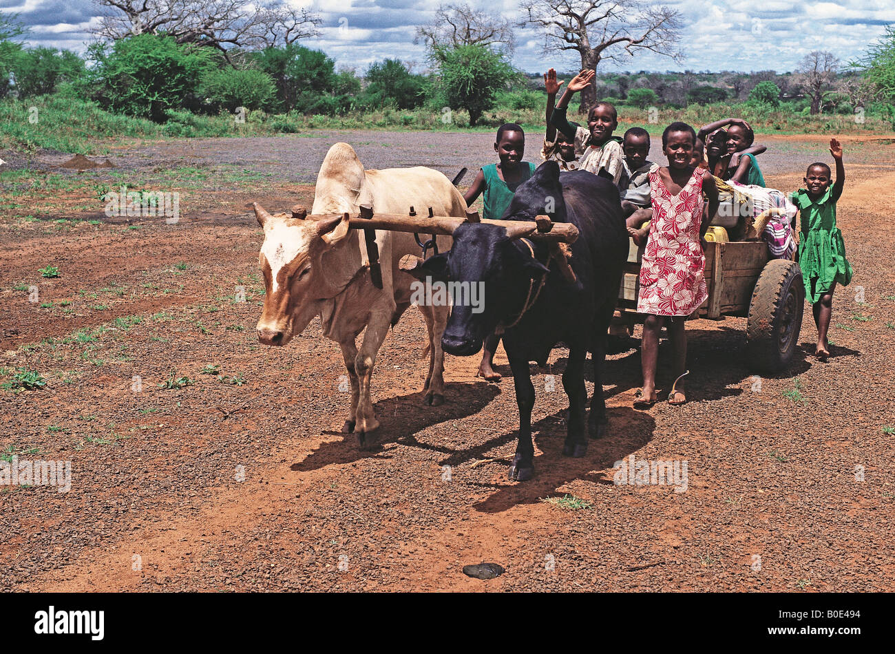Two Oxen pulling a cartload of Kamba children near Emali Kenya East ...