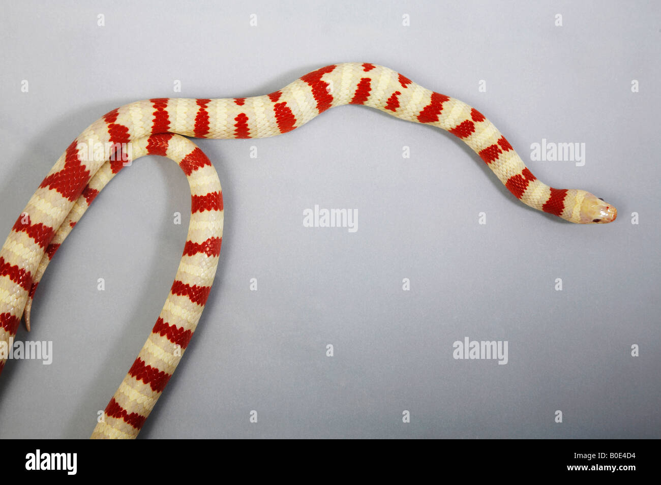 Top view of Corn Snake Stock Photo - Alamy