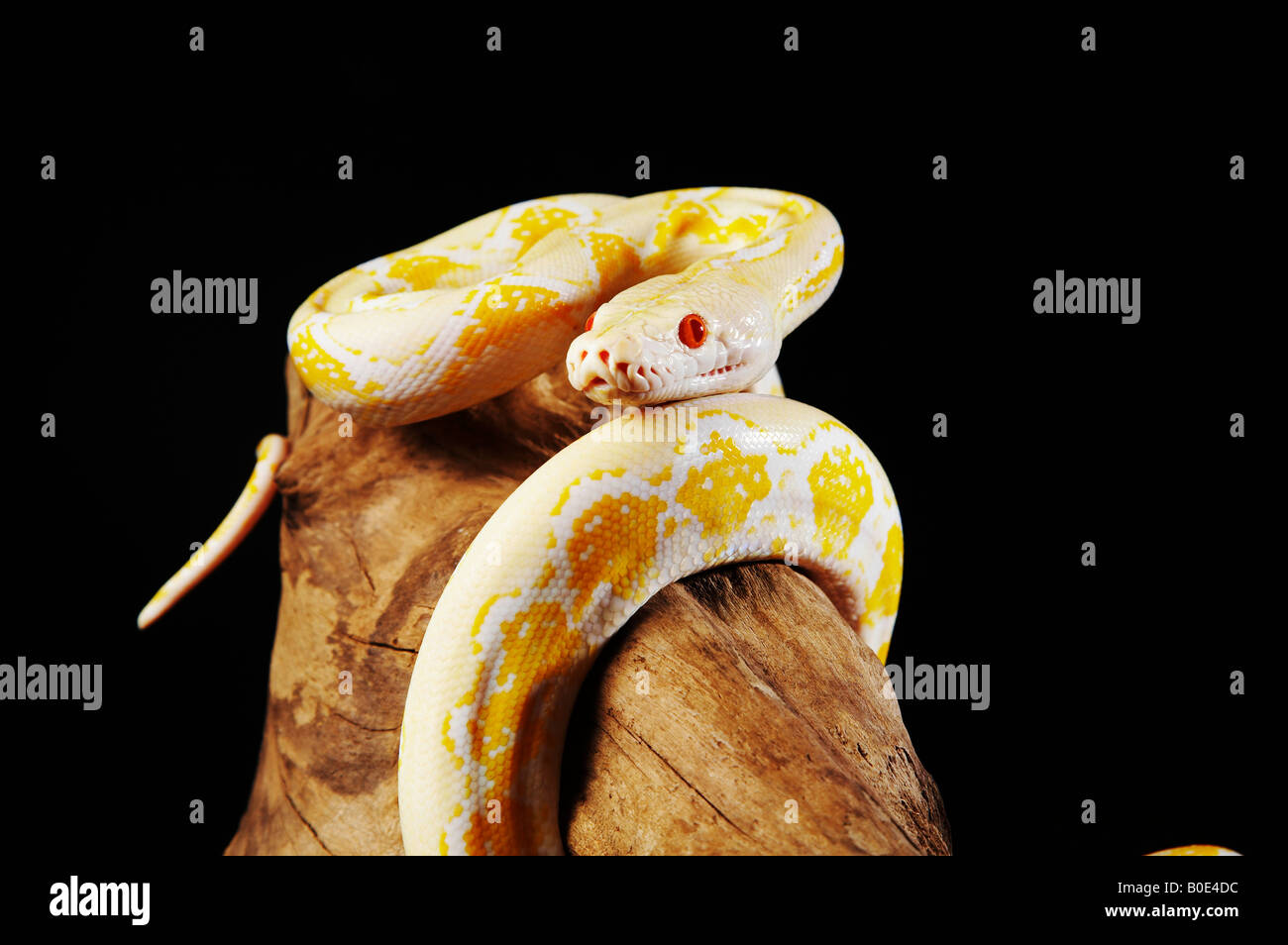 Coiled burmese python hi-res stock photography and images - Alamy