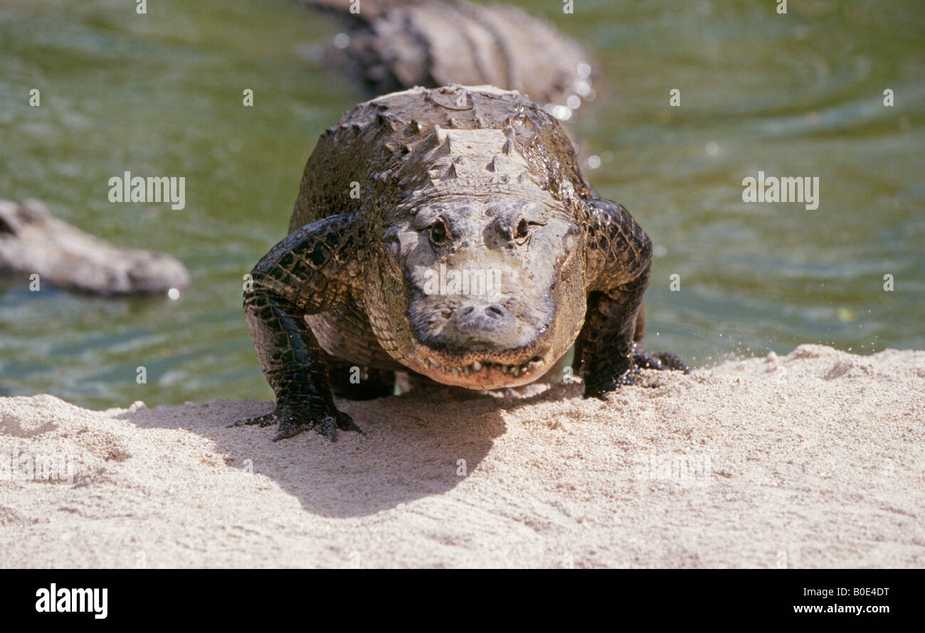 Gator hole hi-res stock photography and images - Alamy