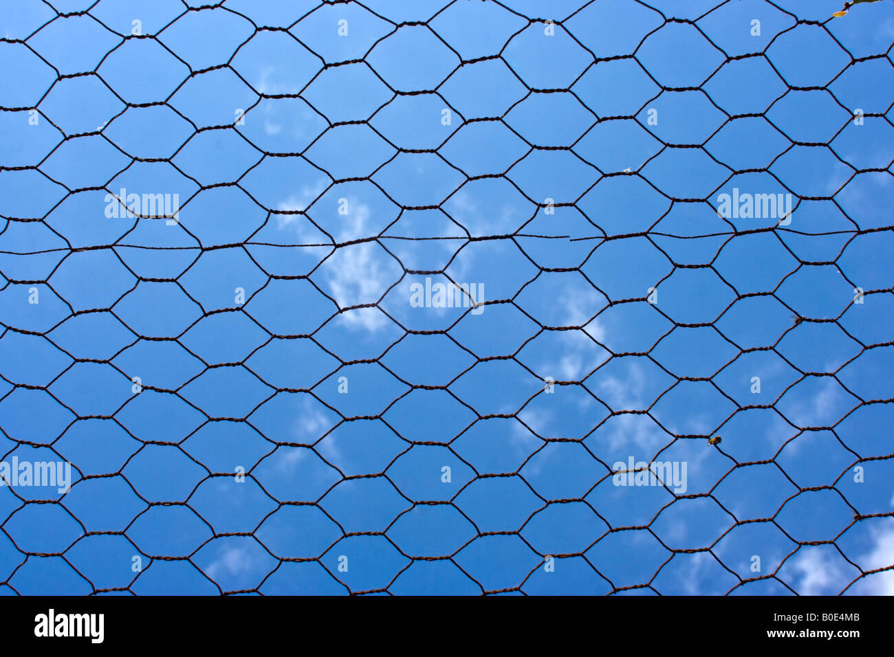 Looking up through chicken wire pen Stock Photo - Alamy