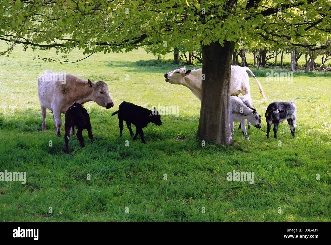 Cattle under tree hi-res stock photography and images - Alamy