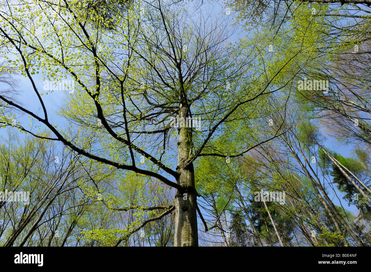 European forest in early spring Stock Photo - Alamy