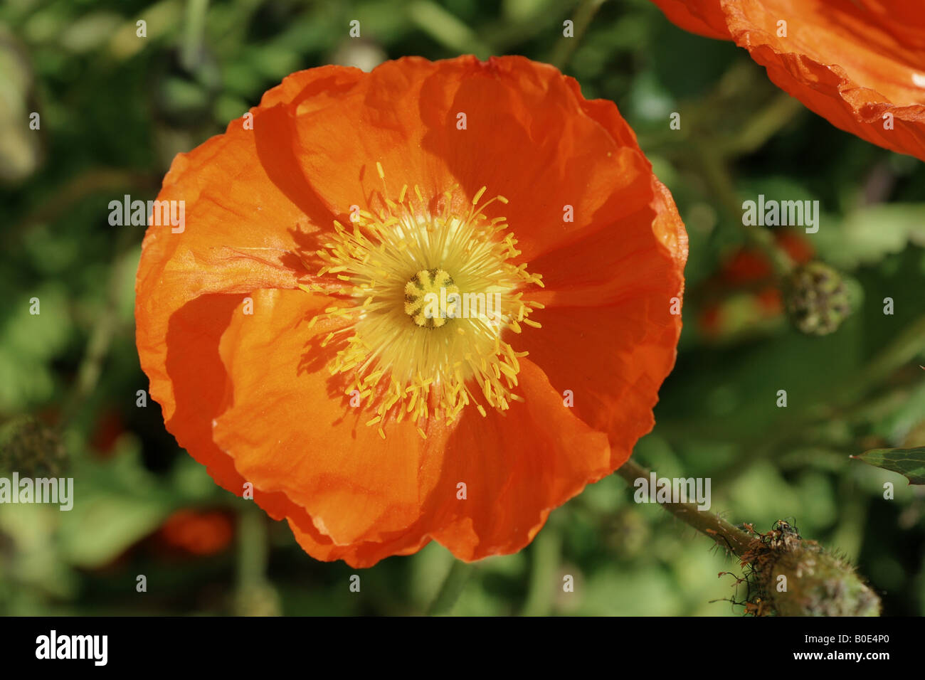 An orange poppy flower Stock Photo - Alamy
