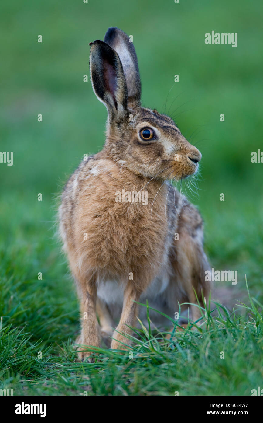 Brown hare sitting upright hi-res stock photography and images - Alamy