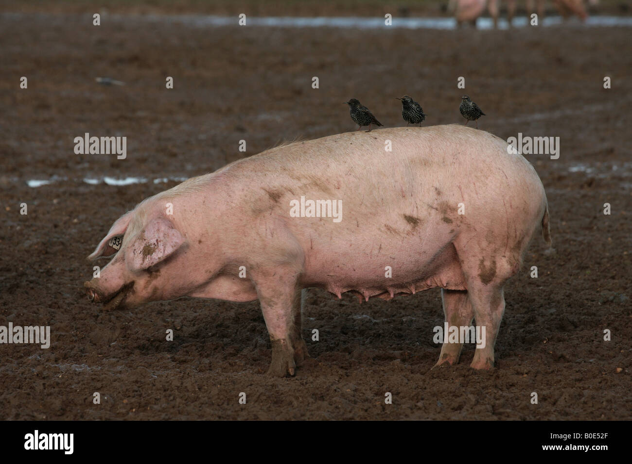 Starlings sitting on the back of a pig Stock Photo - Alamy