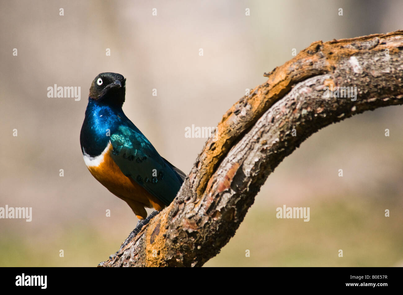 Starling colours hi-res stock photography and images - Alamy