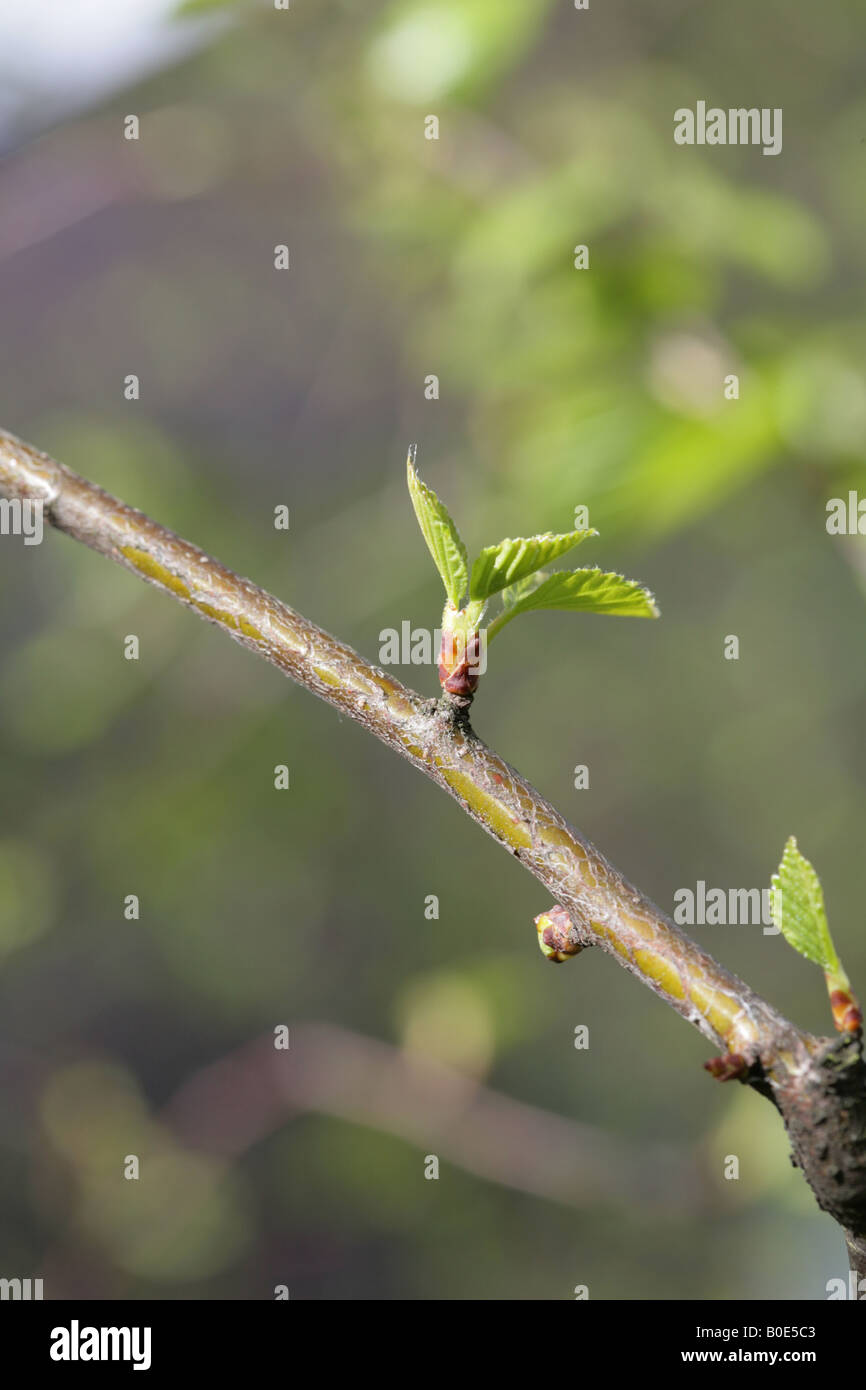 Silver Birch Tree, Betula pendula, leaves emerging in spring.Cheshire ...