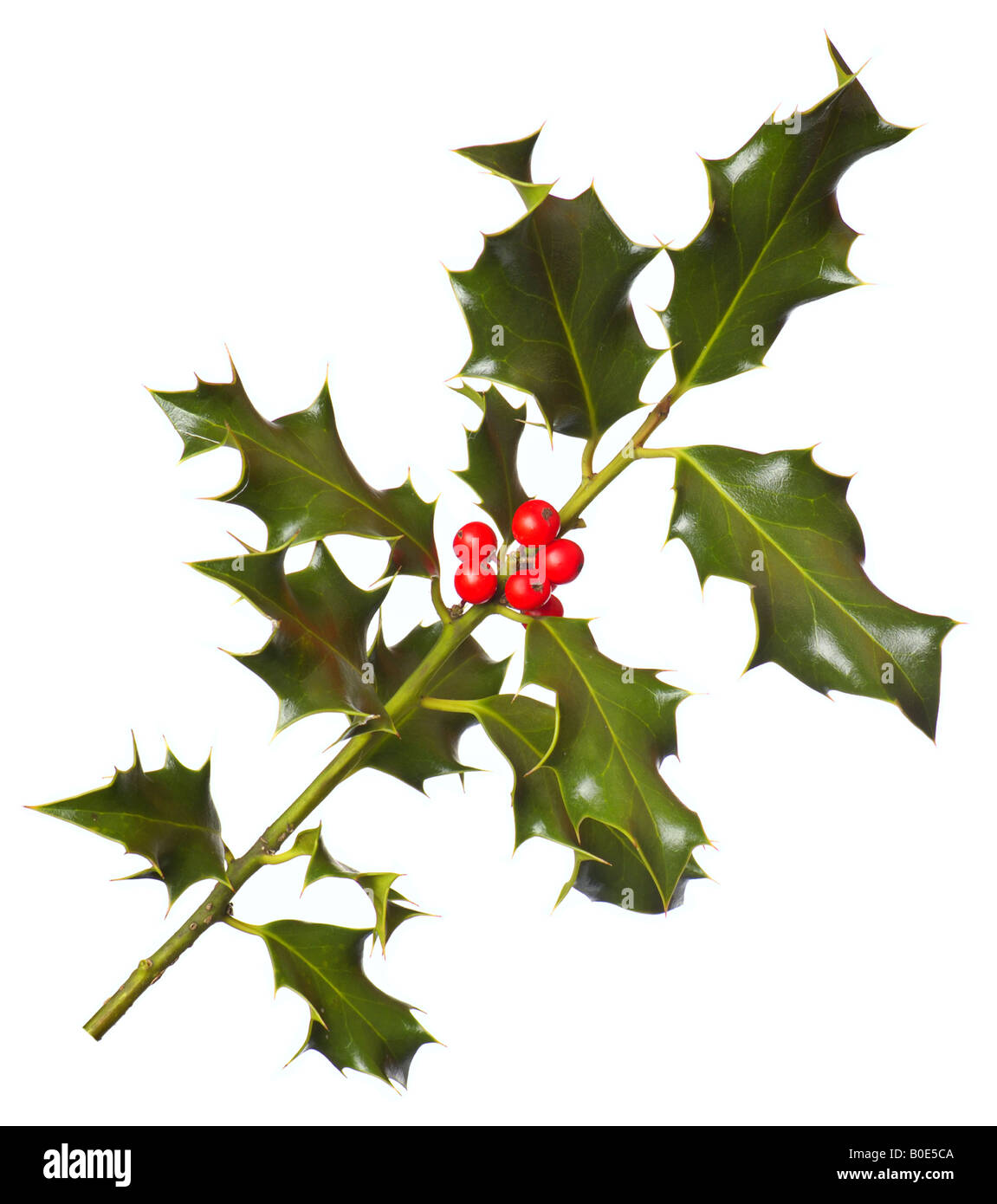 Sprig of holly cut out hi-res stock photography and images - Alamy