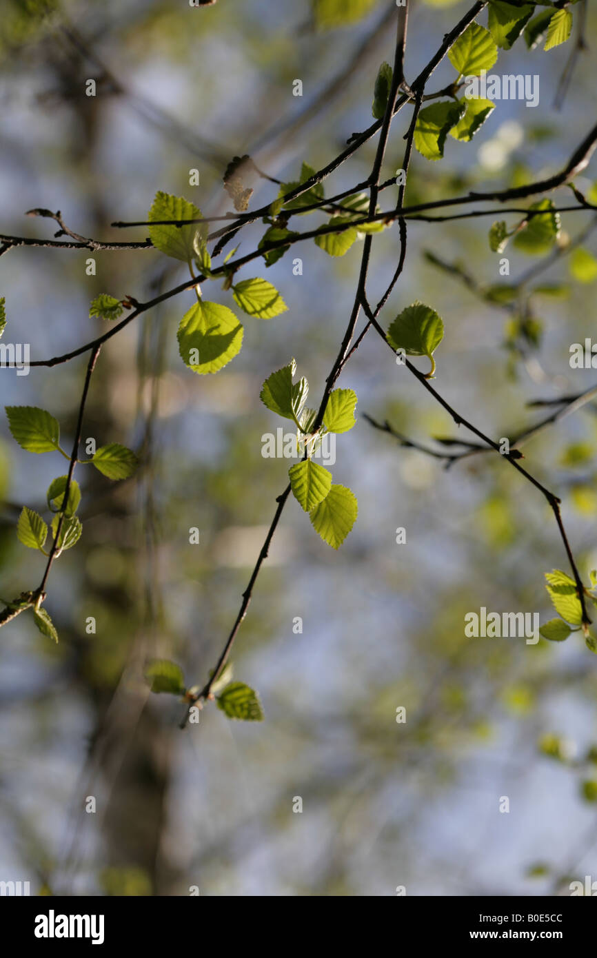 Silver Birch Tree, Betula pendula, leaves emerging in spring.Cheshire ...
