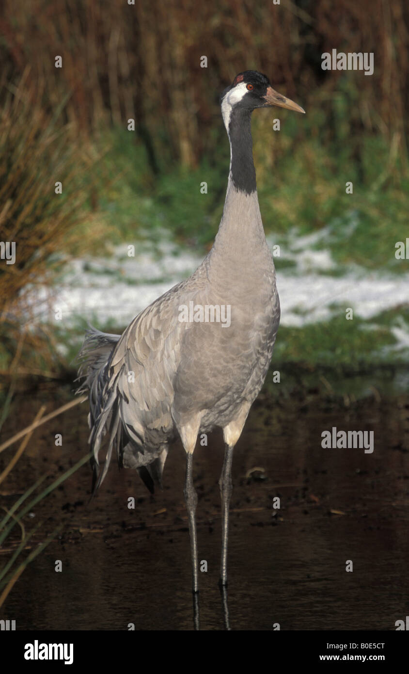 Common crane grus animal hi-res stock photography and images - Alamy