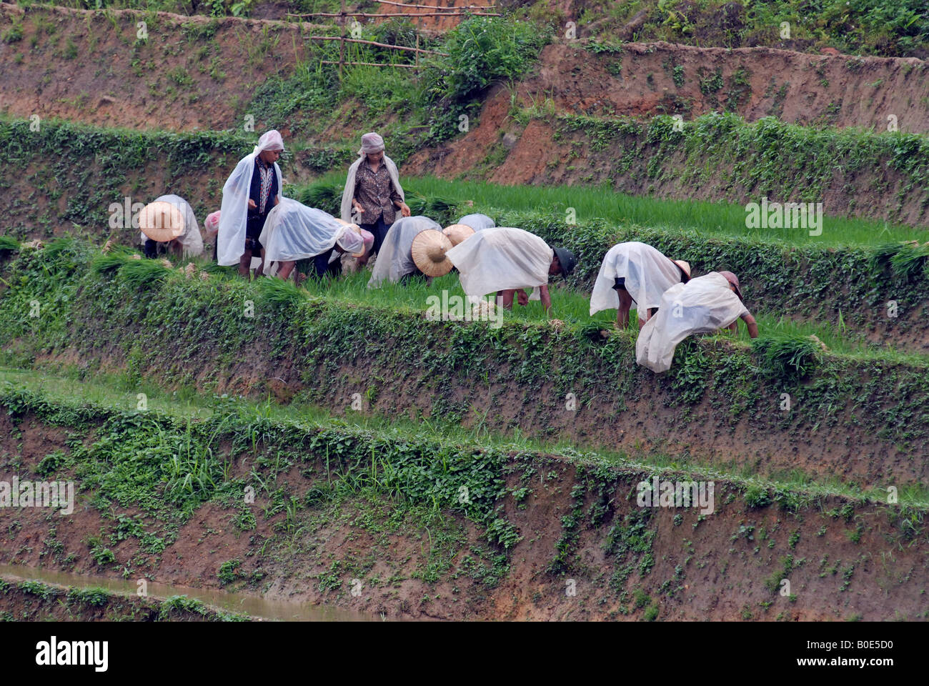 Rice paddies Northern Vietnam Stock Photo - Alamy