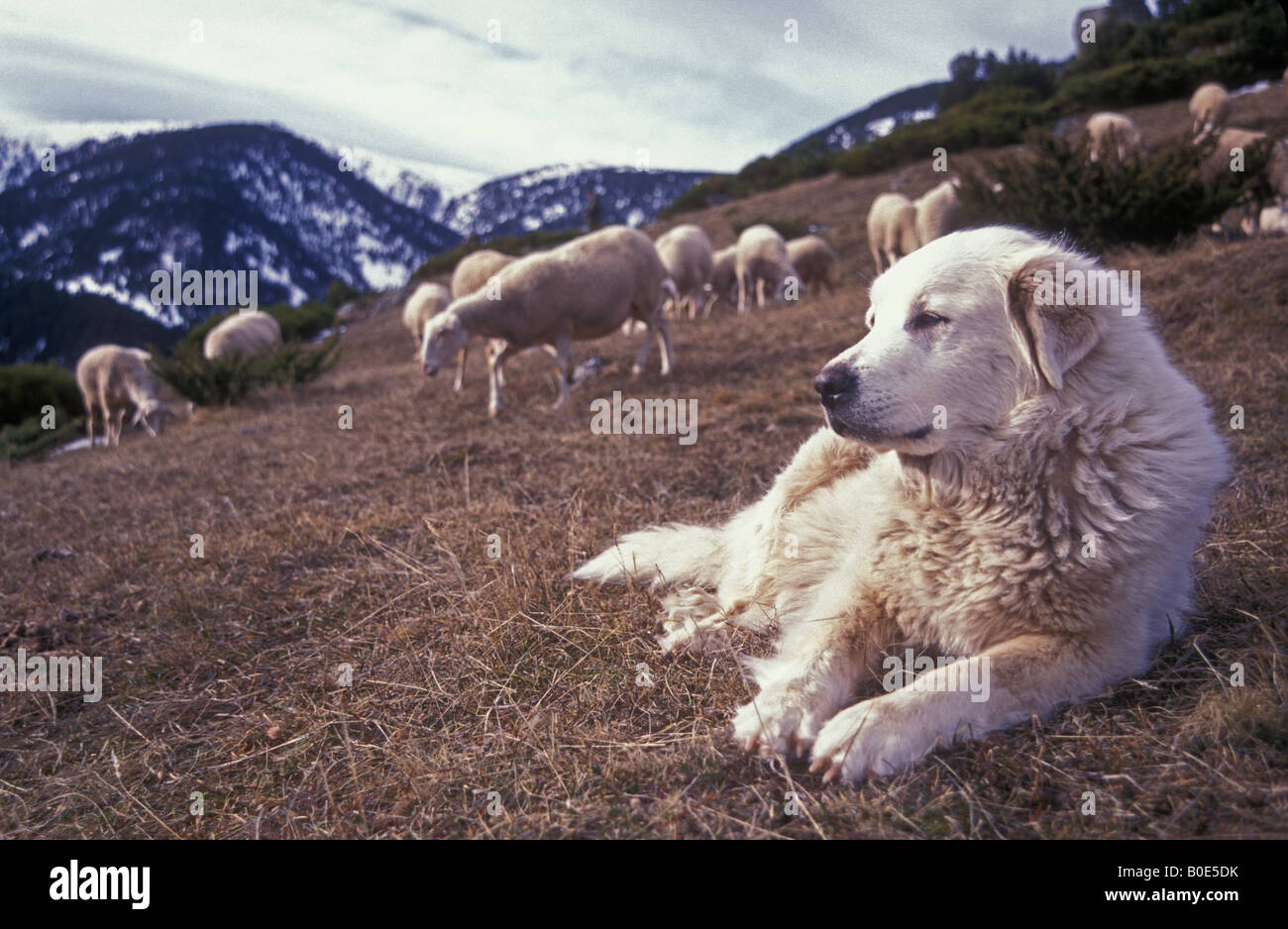 Pyrenean Mountain Dog - Protecting sheep - Pyrenees - France Stock ...