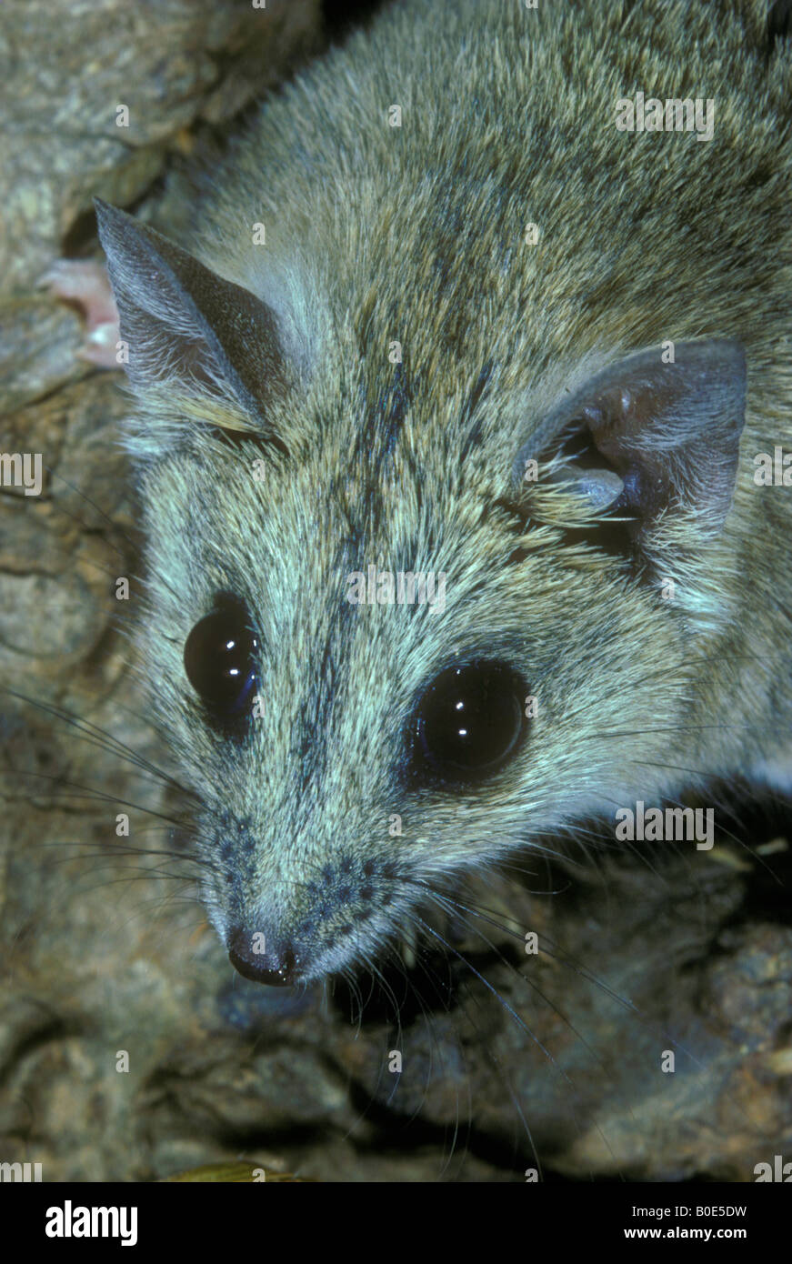 Dunnart, australia hi-res stock photography and images - Alamy