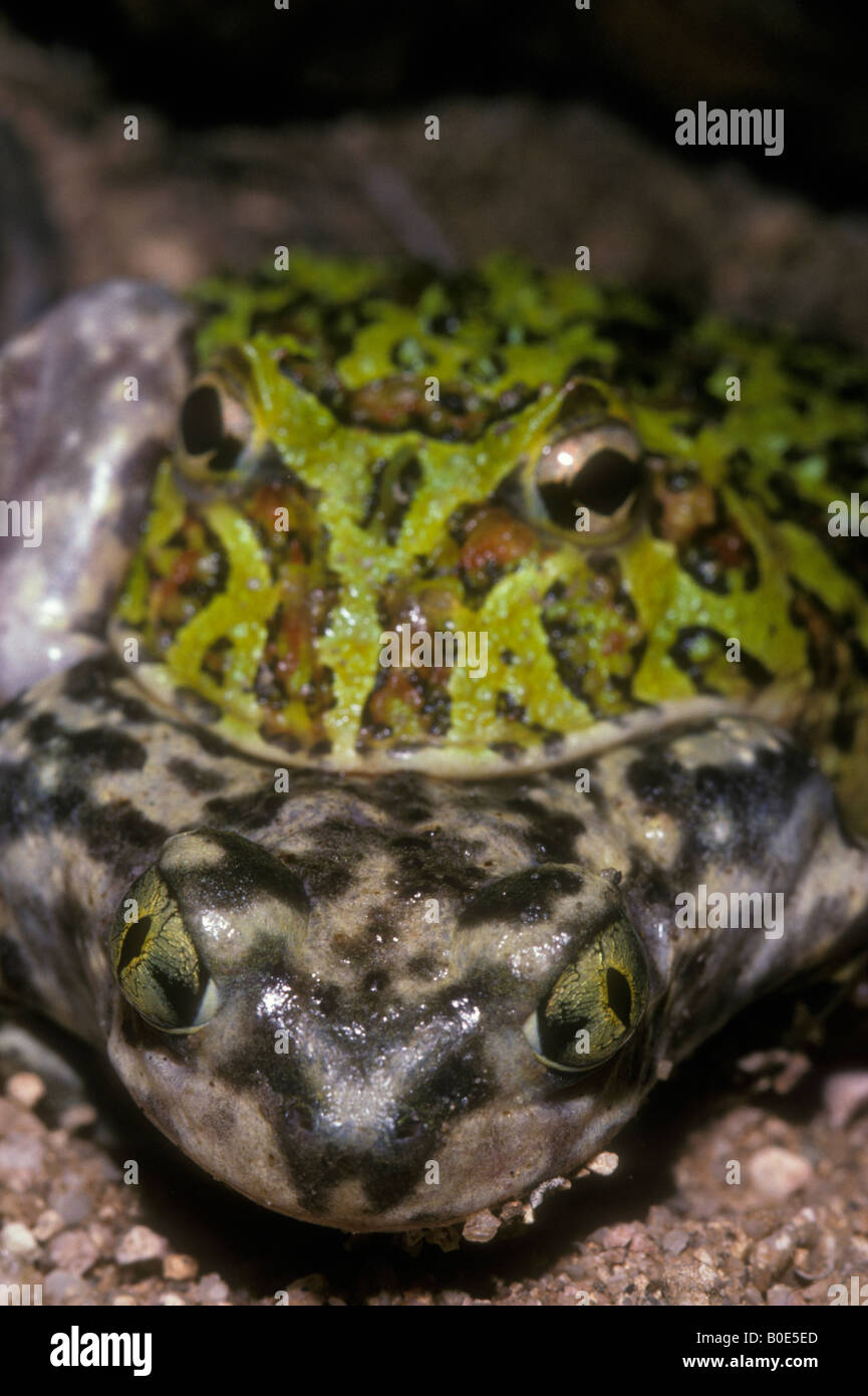 Horned Frog [Ceratophrys ornatus] eating Spadefoot (Scaphiopus couchi ...