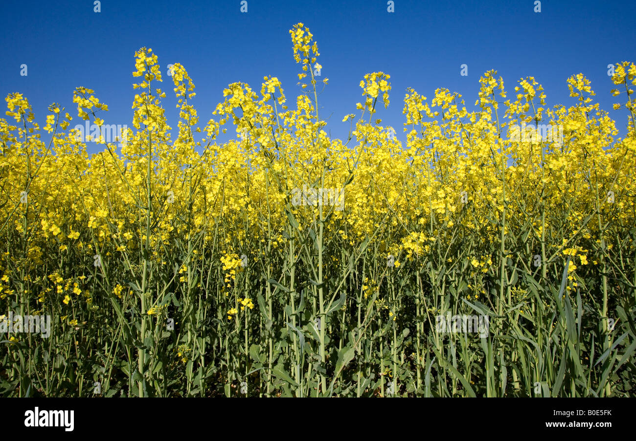 Yellow blooming rape of a rape field Stock Photo - Alamy
