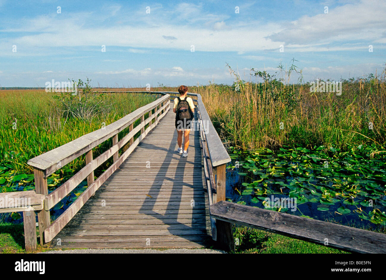 A visitor searches for wildlife along a boardwalk through the alligator ...