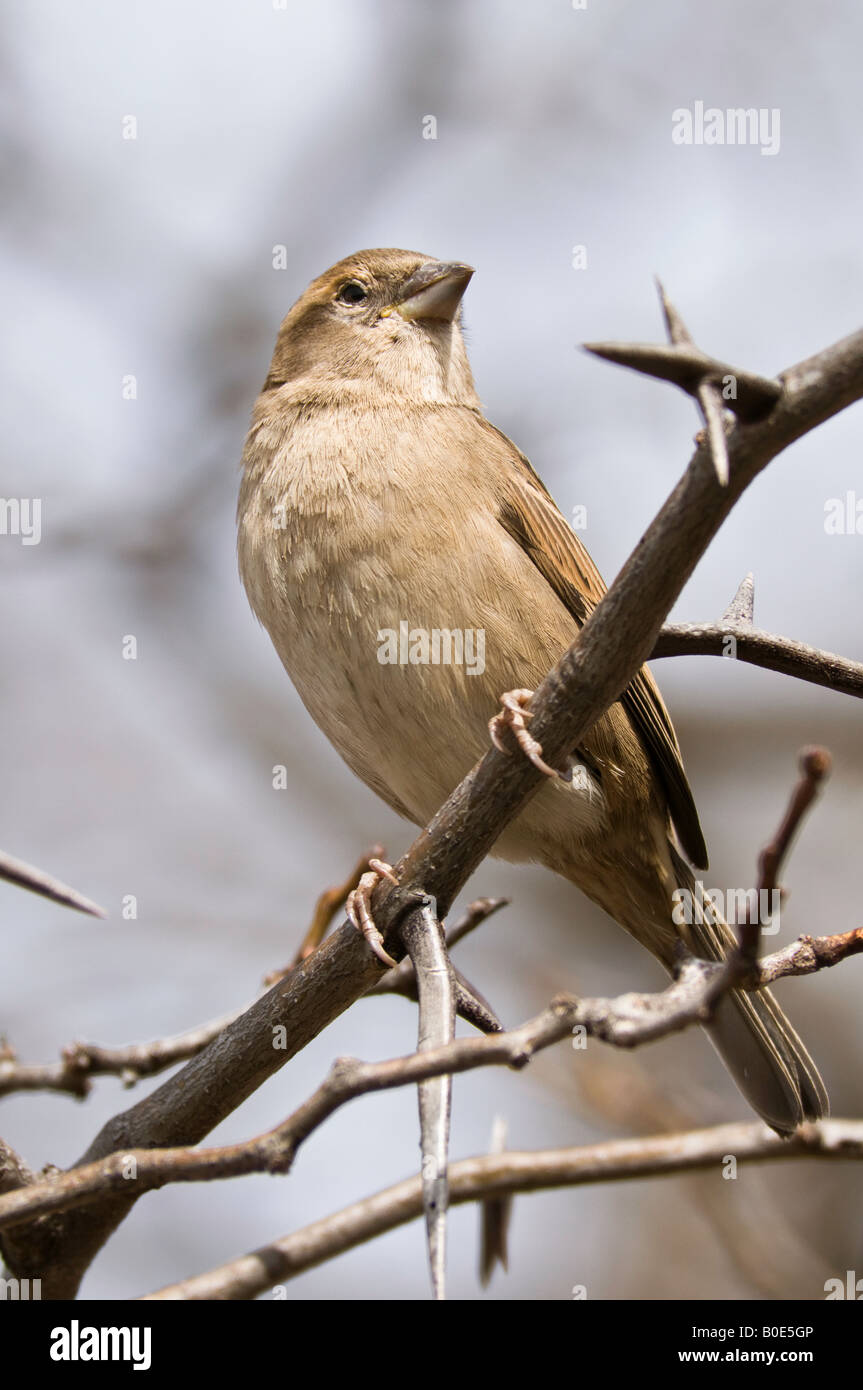 House sparrow perched on branch Stock Photo - Alamy