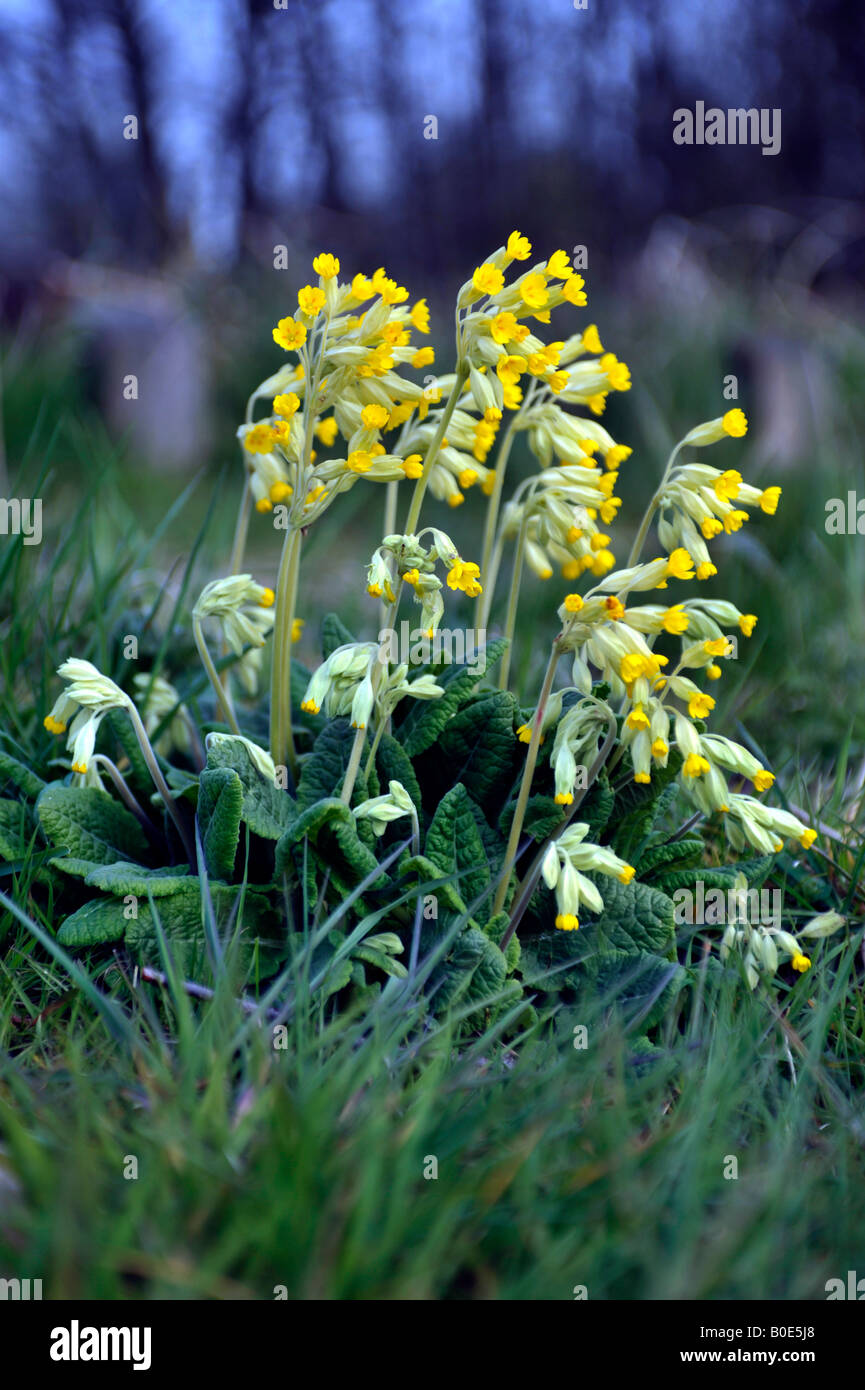 wild cowslip primula veris in spring time growing in grassy clearing ...
