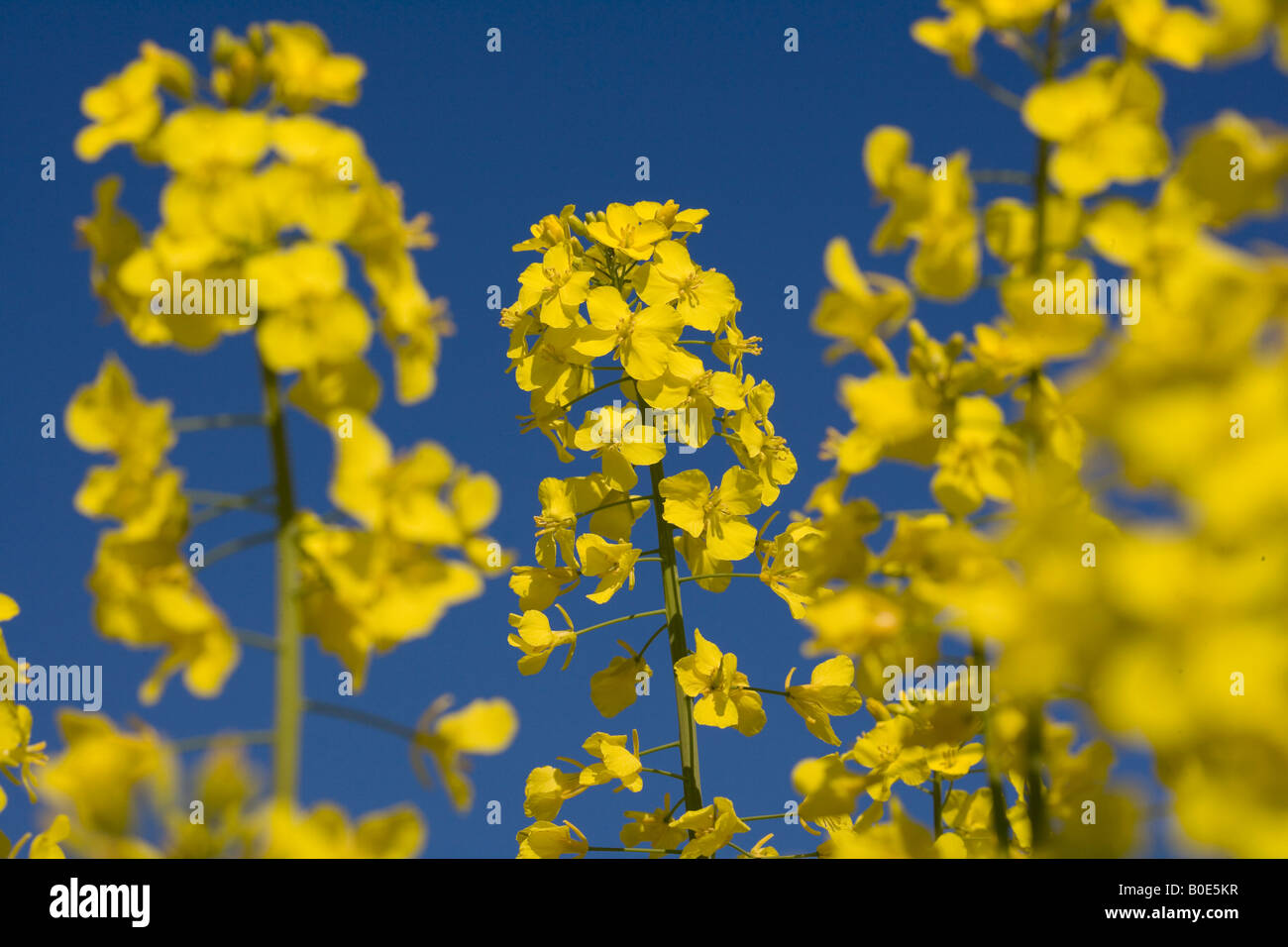 Yellow blooming rape of a rape field Stock Photo - Alamy