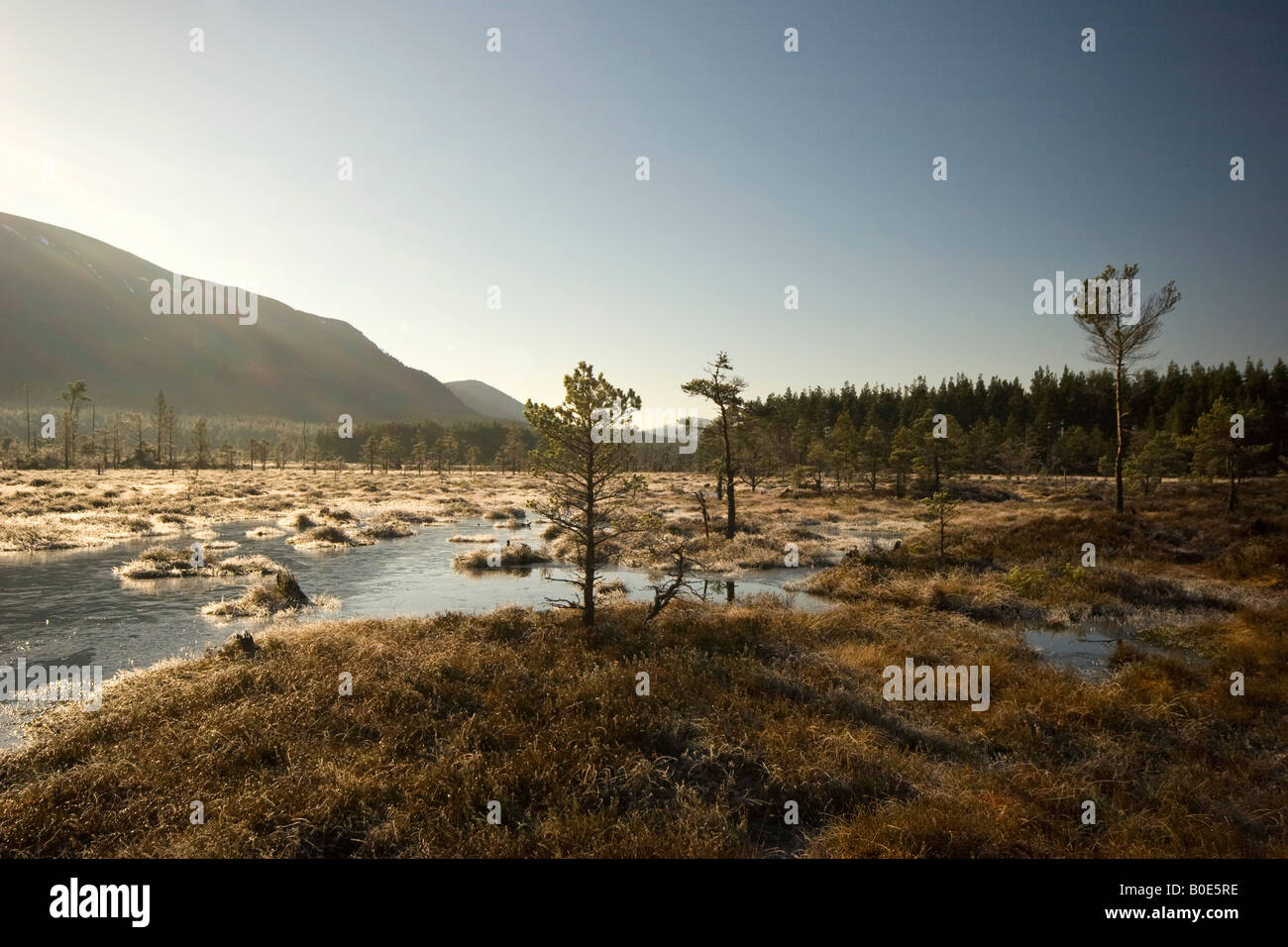 Invereshie and Inshriach National Nature reserve, Highlands, Scotland ...
