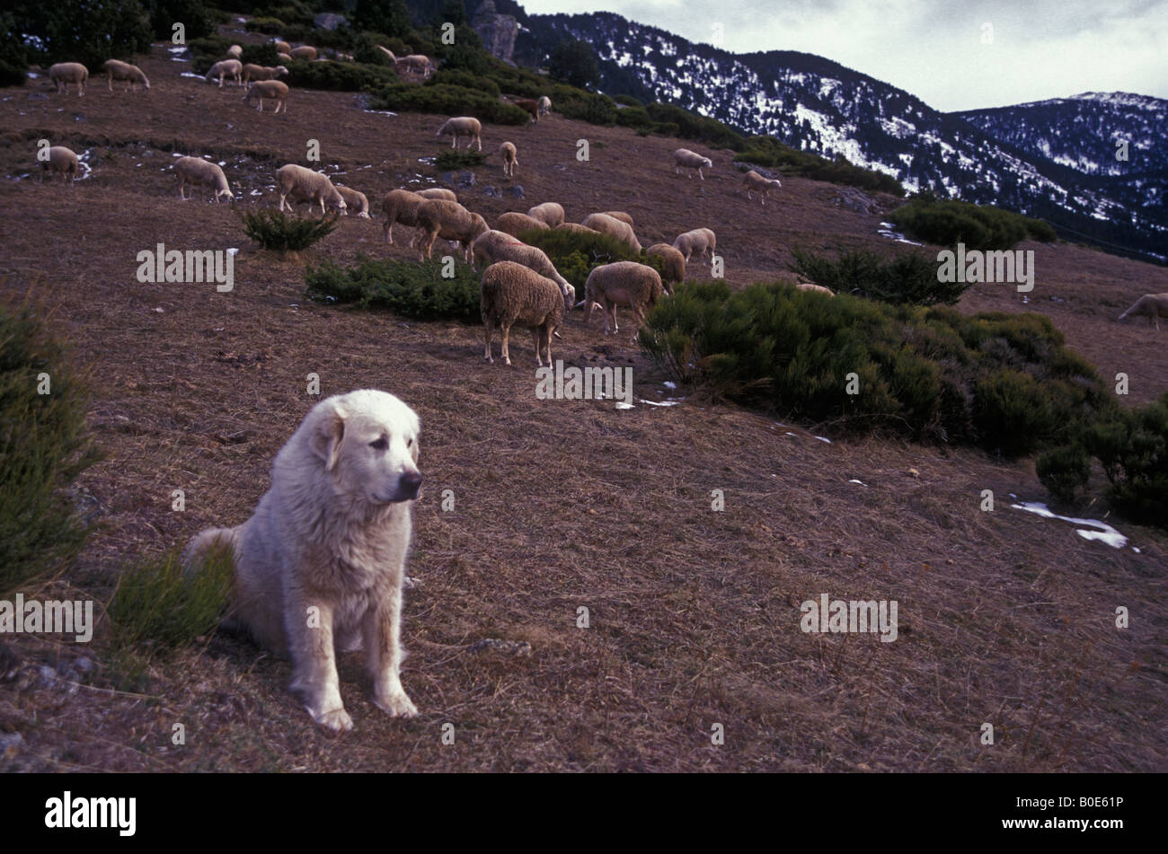 Pyrenean Mountain Dog - Protecting sheep - Pyrenees - France Stock ...