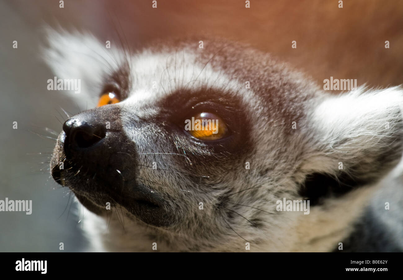Head Shot of a Ring Tailed Lemur Stock Photo - Alamy
