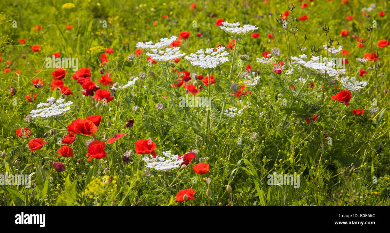Field of wild grasses hi-res stock photography and images - Alamy