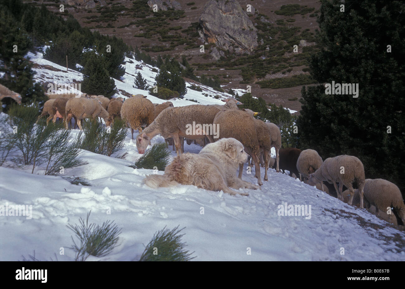 Pyrenean Mountain Dog - Protecting sheep - Pyrenees - France Stock ...