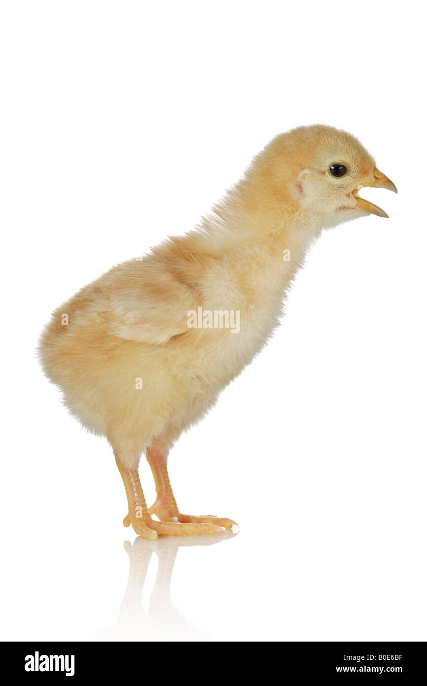 Cute little baby chicken Stock Photo - Alamy