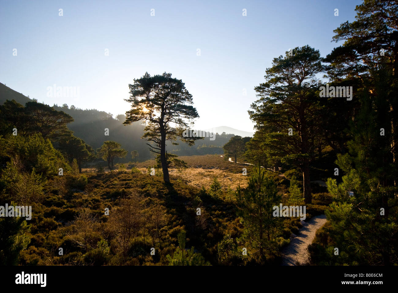 Native Pinewood, Ryvoan, Glenmore, Cairngorms National Park, Scotland ...