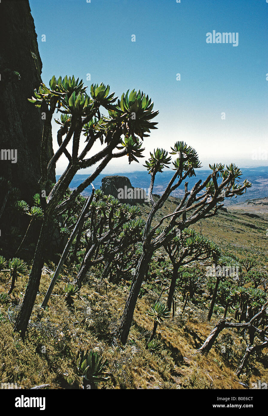 Giant Tree Senecio elgonensis or Groundsel inside crater rim on Mount ...