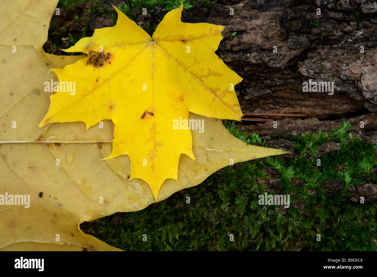 two maple leaves on a stem Stock Photo - Alamy