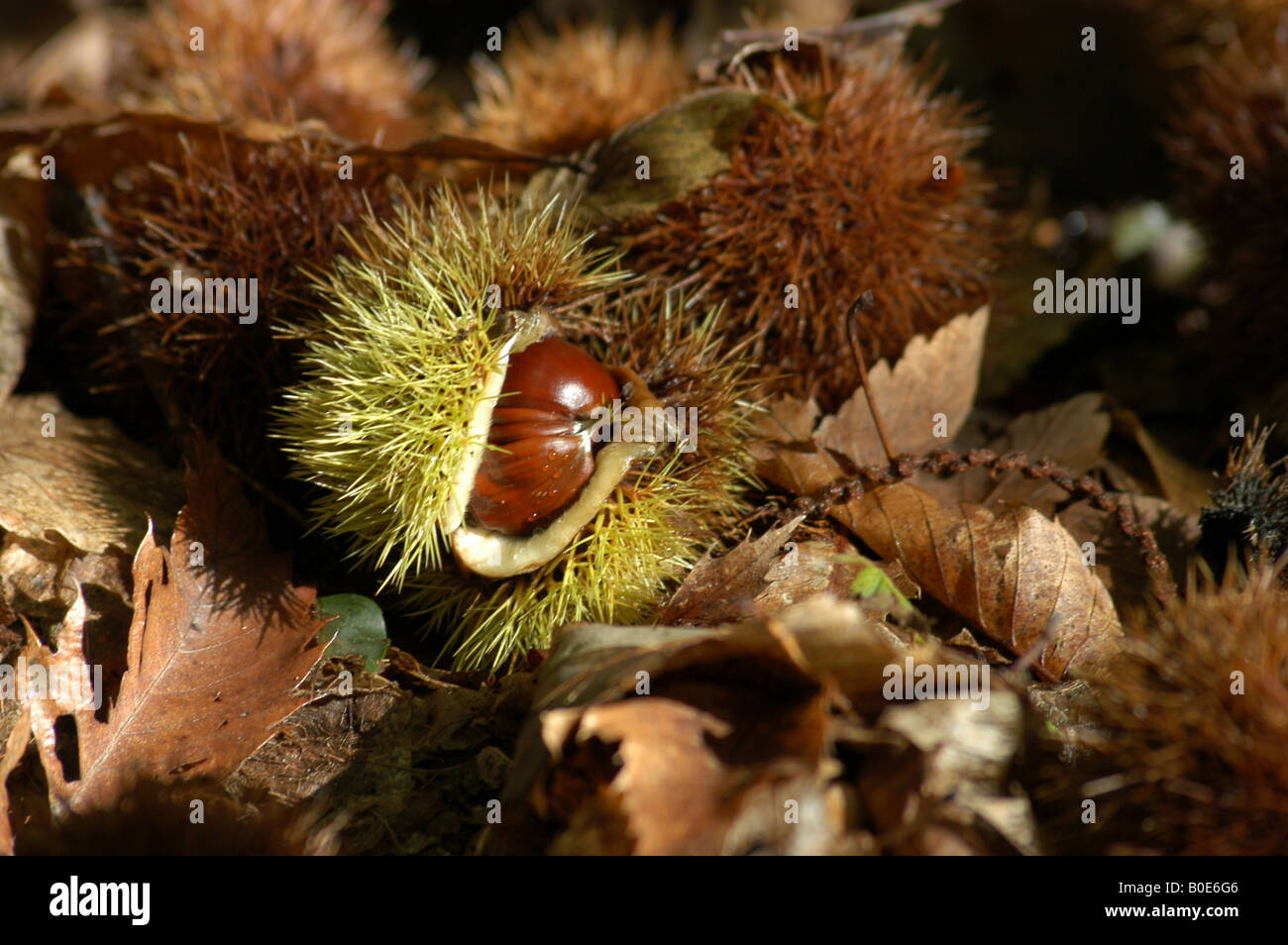 Frutta of the foresta hi-res stock photography and images - Alamy