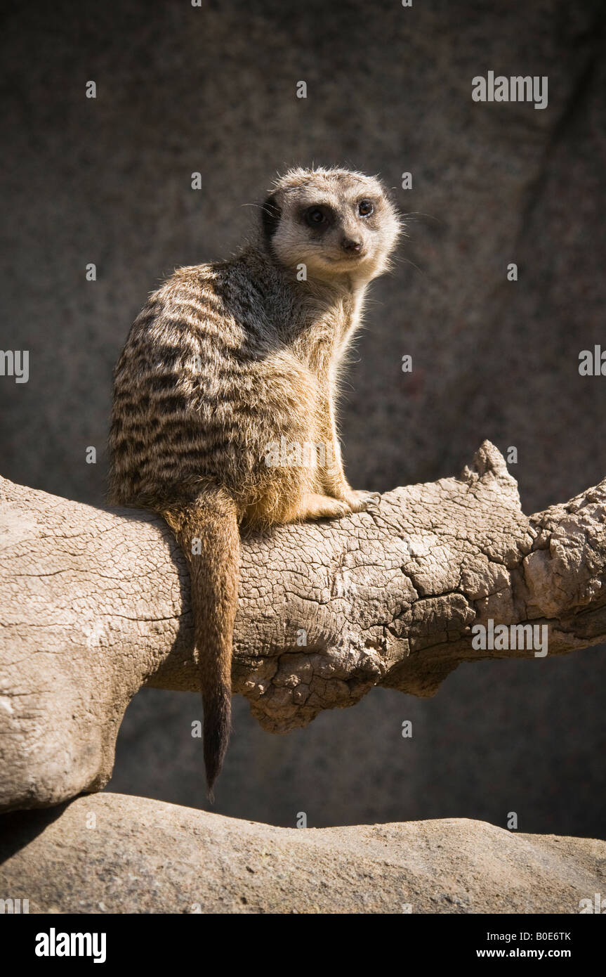 One meerkat sitting and looking over shoulder Stock Photo - Alamy