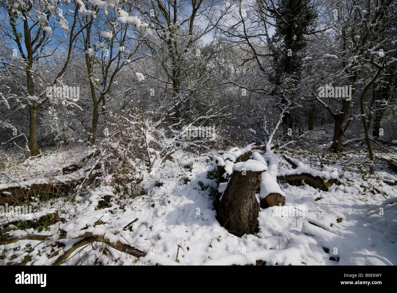 Snow laden trees bushes hi-res stock photography and images - Alamy