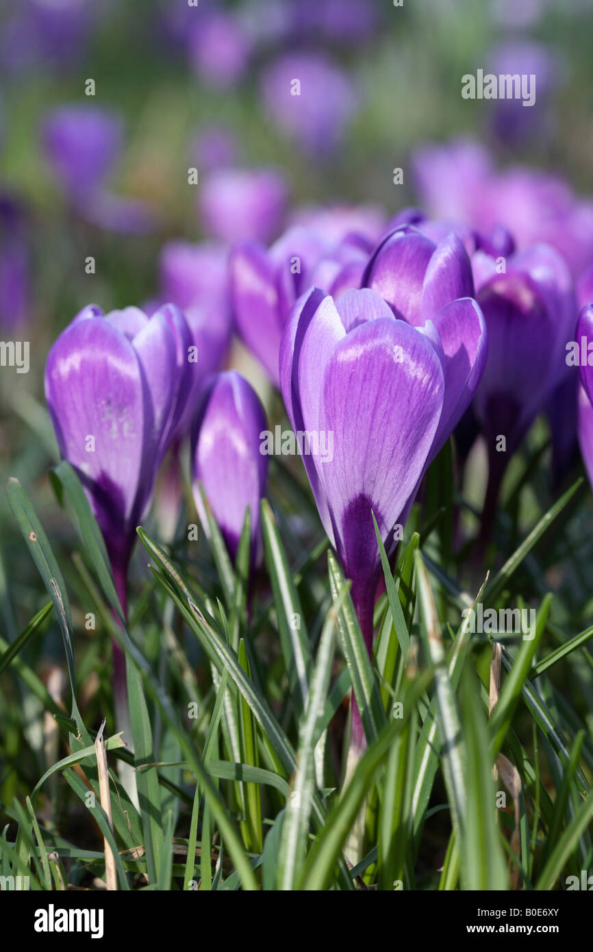 Group of crocus hi-res stock photography and images - Alamy