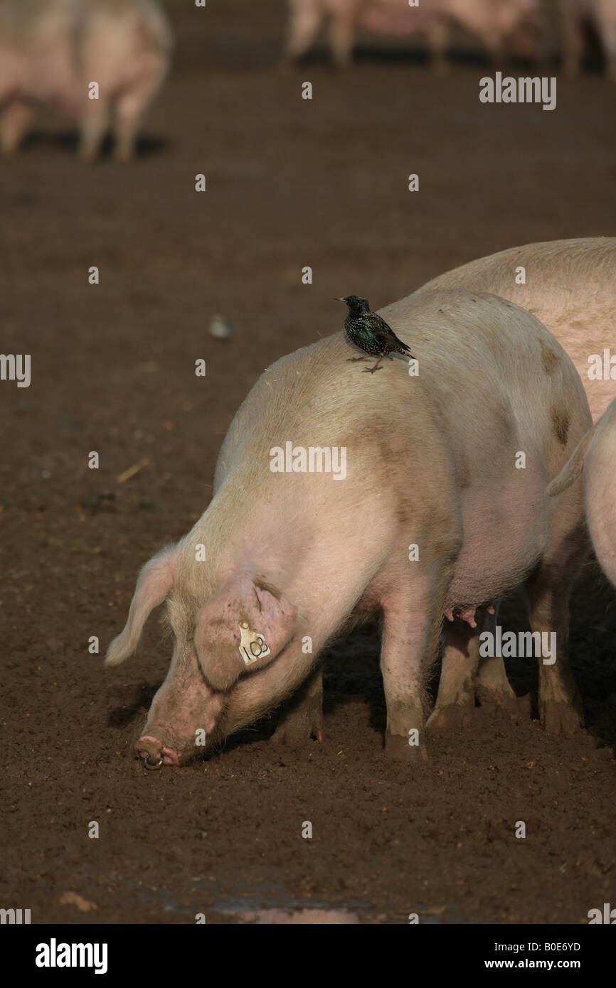 Starling sitting on the back of a pig Stock Photo - Alamy